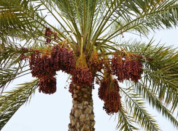 Dates Seed Powder - Sarika Ventures Pvt. Ltd.
